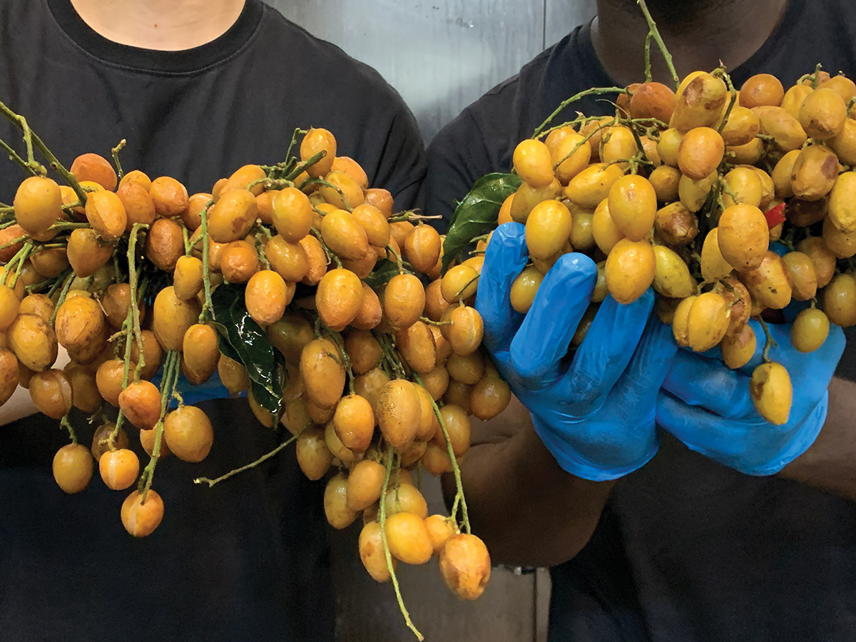 Foraging in Hong Kong: Old Traditions Made New Again | Liv